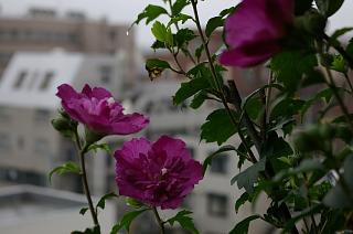 写真素材 花1: フラワーガーデン 写真フリー素材