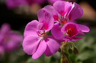 写真素材 花3: フラワーガーデン 写真フリー素材