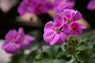 写真素材 花3: フラワーガーデン 写真フリー素材