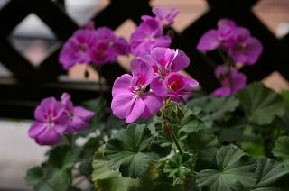 写真素材 花3: フラワーガーデン 写真フリー素材