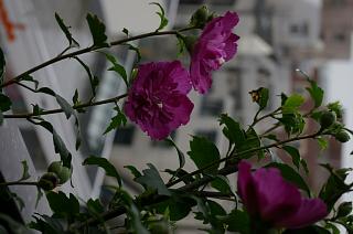 写真素材 花1: フラワーガーデン 写真フリー素材