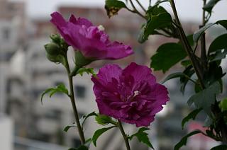 写真素材 花2: フラワーガーデン 写真フリー素材