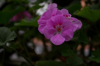 写真素材 花3: フラワーガーデン 写真フリー素材