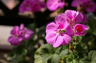 写真素材 花3: フラワーガーデン 写真フリー素材